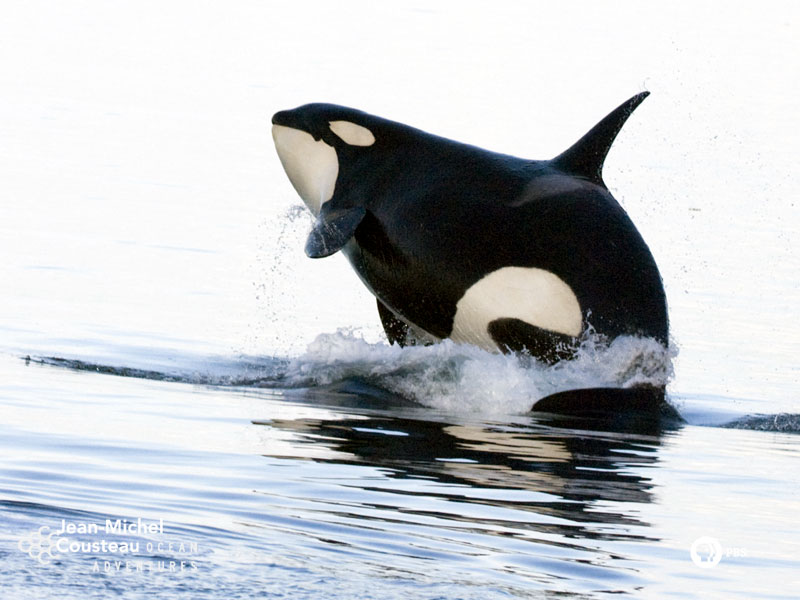 :] Amphi Panthers . - Home