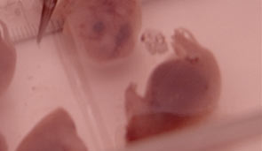 Organ Farm | FRONTLINE | PBS